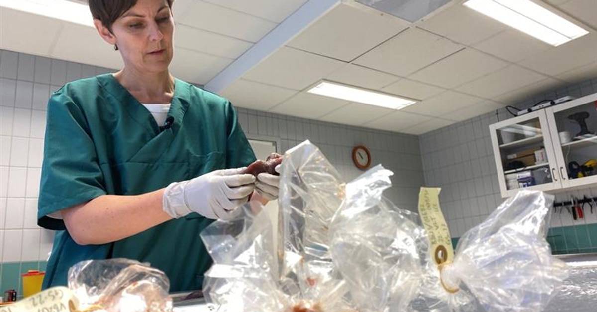 Forskaren: Sälarna i Bottenhavet magrare än i övriga Östersjön | SVT Nyheter