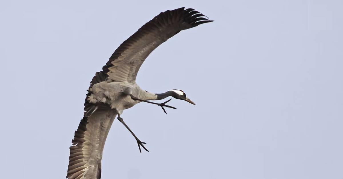 Vårens första trana har kommit till Hornborgasjön | SVT Nyheter