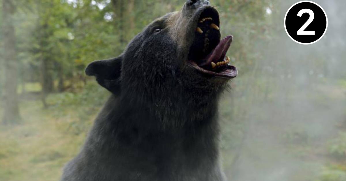 Recension: ”Cocaine bear” i regi av Elizabeth Banks | SVT Nyheter