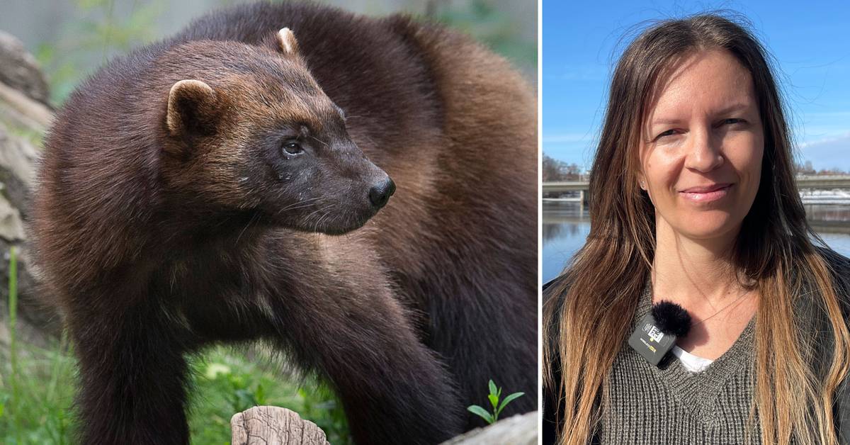 Ledje áitojuvvon olggobealde Västerbottena duottarguovllu – dál getkkit ...