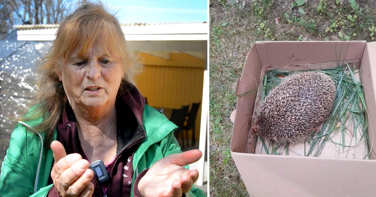 Mystiska skador på koloniområdets igelkottar | SVT Nyheter