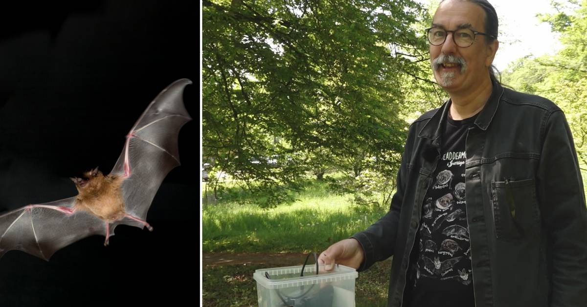 Så upptäcks fladdermöss i Brunnsparken i Ronneby | SVT Nyheter