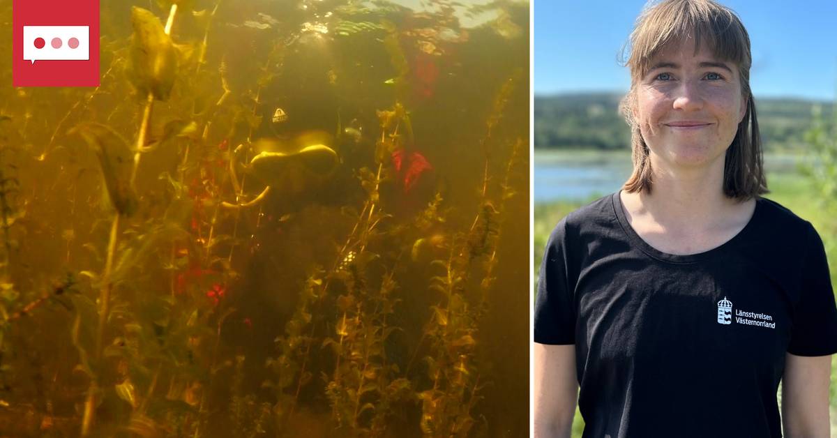 Snorklar efter invasiva arten vattenpest i Selångerfjärden: ”Funnits i ...