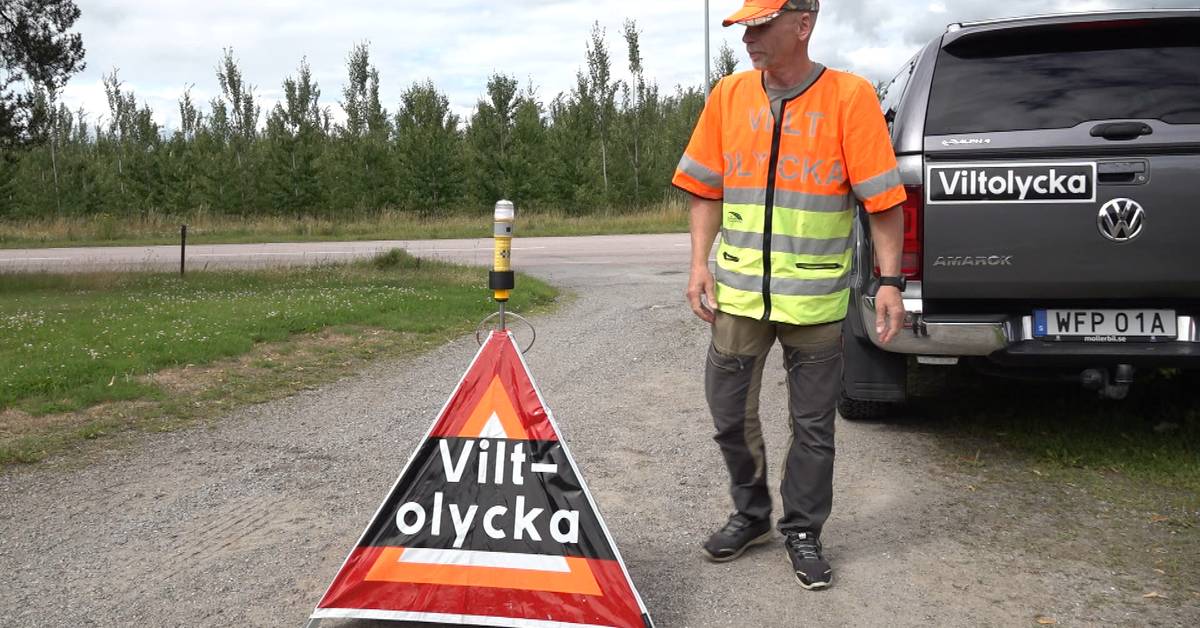 Meet the search hunters – the heroes of the road in wildlife accidents ...