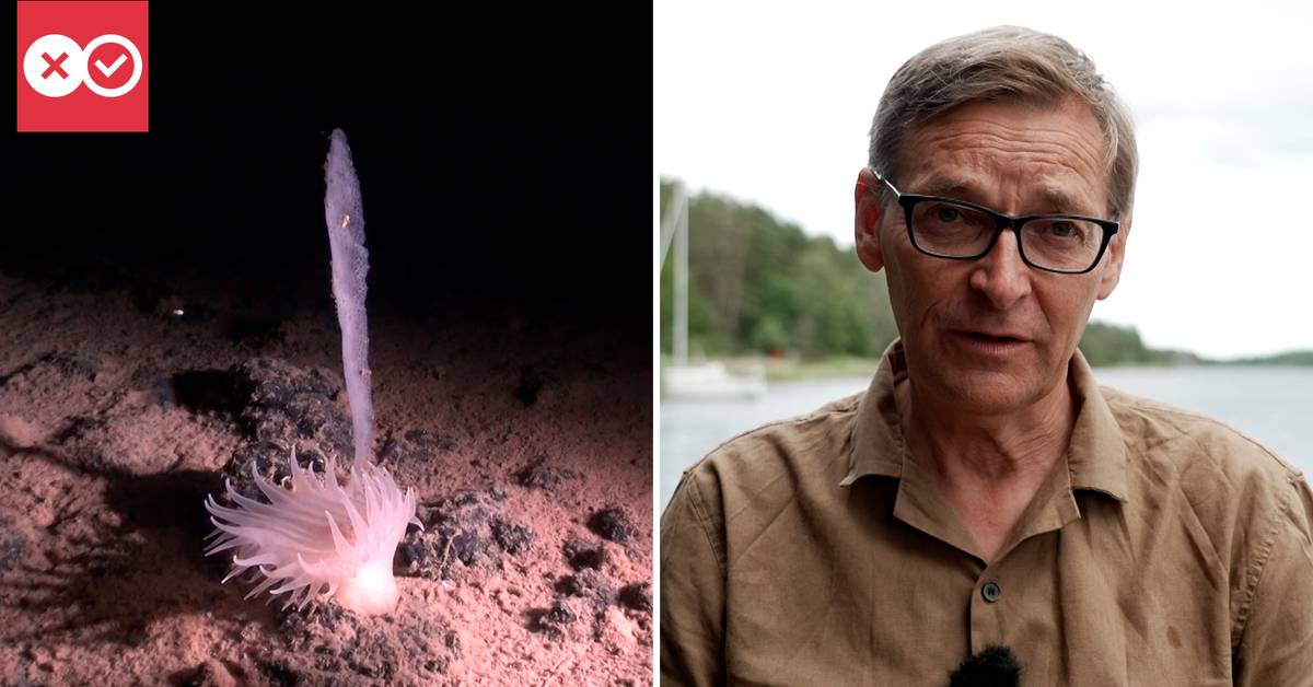 Sant eller falskt om livet i djuphavet | SVT Nyheter