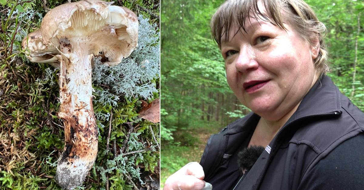 Malin hittade världens dyraste svamp i Uddevalla – slängde bort den ...