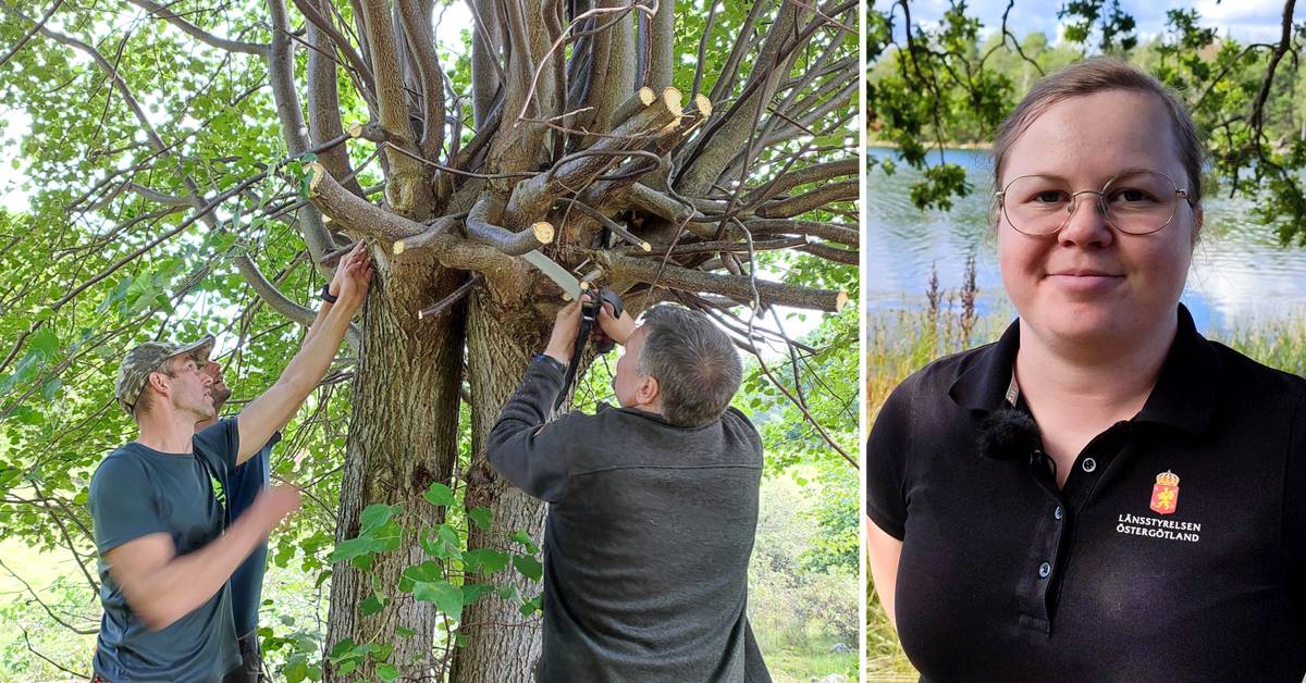 Hamling av träd – gammal teknik som kan vara på väg tillbaka | SVT Nyheter