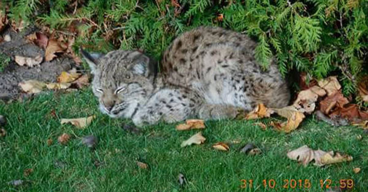 Lodjursungen dog av svält | SVT Nyheter