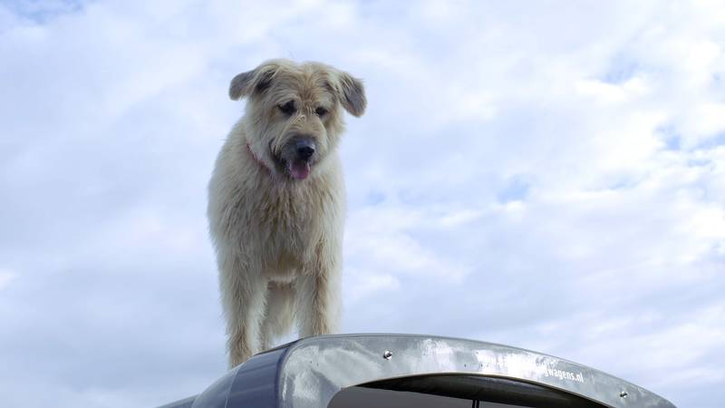 Kosmoo – Avsnitt 4 | SVT Play