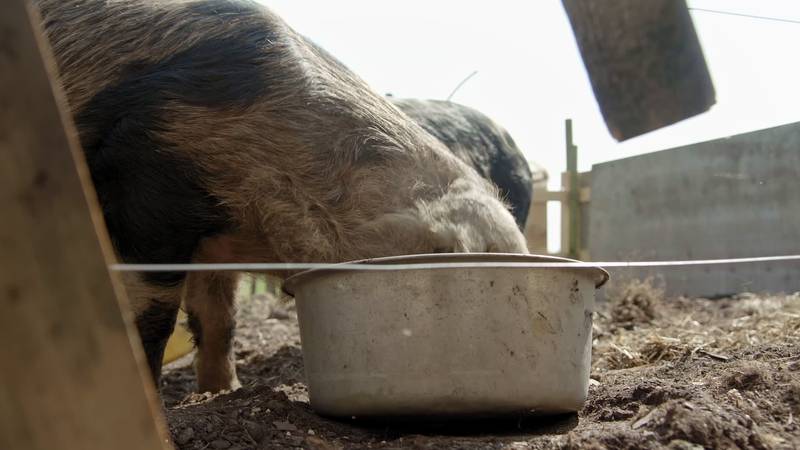 Testbild – Avsnitt 6 | SVT Play