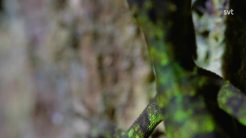 Testbild – Avsnitt 12 | SVT Play