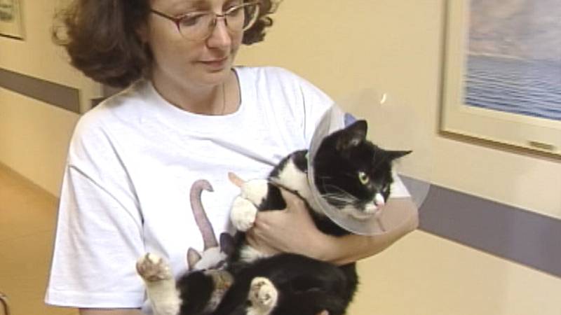 Djursjukhuset – Avsnitt 2 | SVT Play