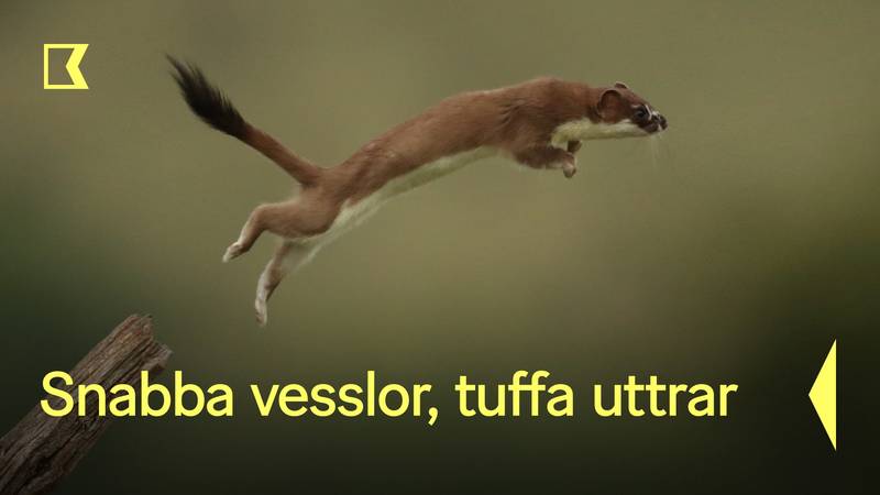Snabba vesslor, tuffa uttrar | SVT Play