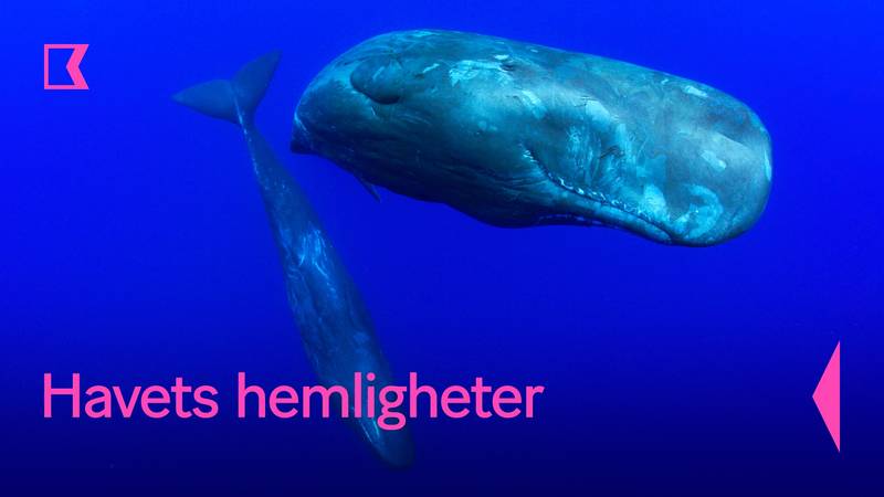 Havets hemligheter | SVT Play