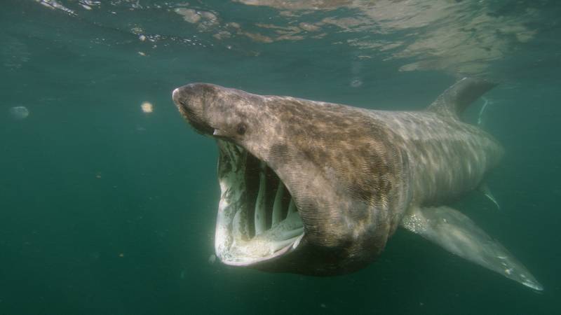 Fiskarnas rike – 3. Havet | SVT Play