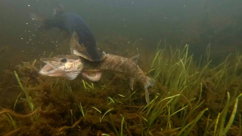 Fiskarnas rike – 2. Sjön | SVT Play