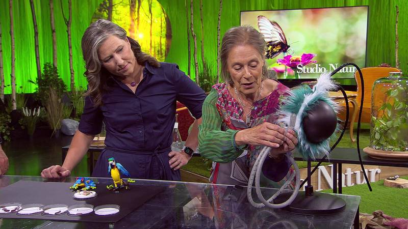Studio natur – Fjäril | SVT Play
