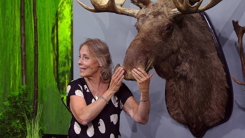 Studio natur – Älg | SVT Play