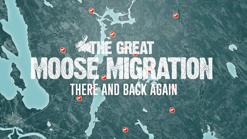 Den stora älgvandringen – The Great Moose Migration - There and Back ...