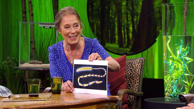 Studio natur – Parning | SVT Play