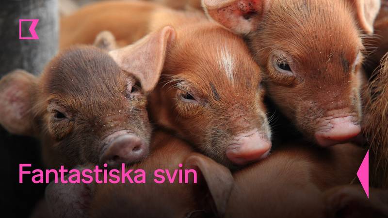 Fantastiska svin | SVT Play