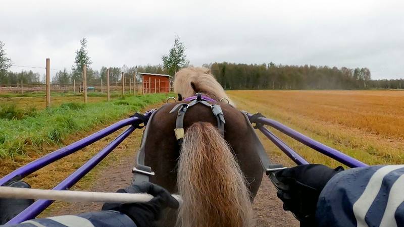 Lilla ridskolan – 9. Ponnytrav med Bullen och en överraskning! | SVT Play