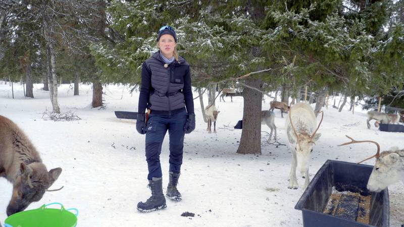 Renkalven – 9. Vad hände i natt? | SVT Play