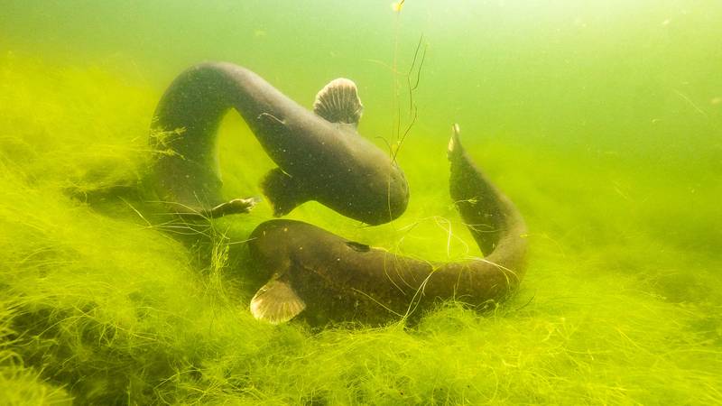 Fiskarnas rike – 2. Stora fiskar | SVT Play