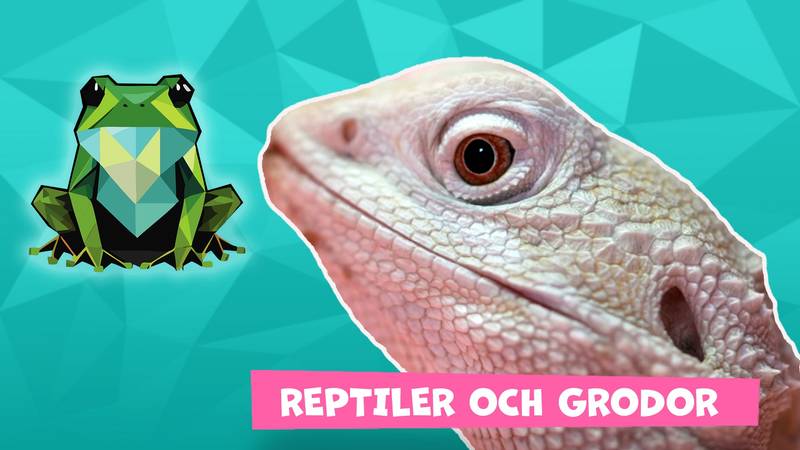 Allt om husdjur – Reptiler och grodor | SVT Play
