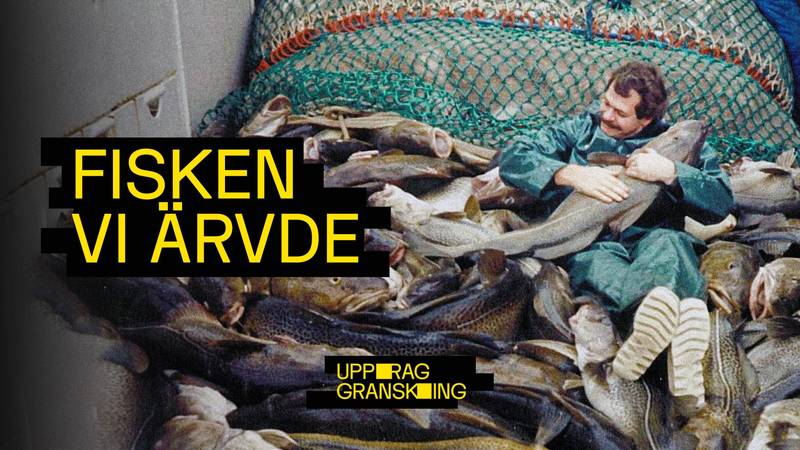 Uppdrag granskning – Fisken vi ärvde | SVT Play