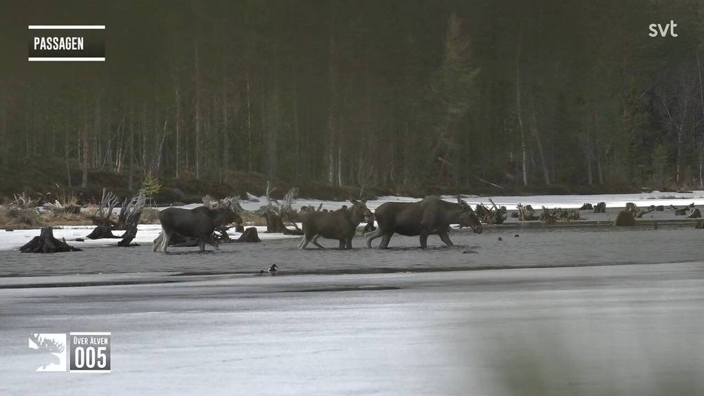 The Great Moose Migration - Live stream from the depths of the northern ...