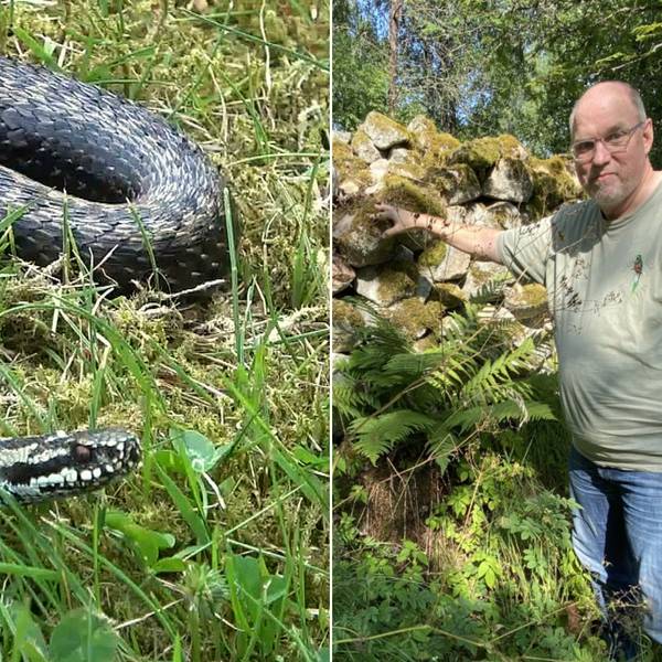 25 år senare – se klipp ur ”Tippen” här | SVT Nyheter