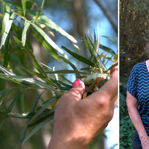 Här är växten som är en fena på att rena förorenad mark | SVT Nyheter
