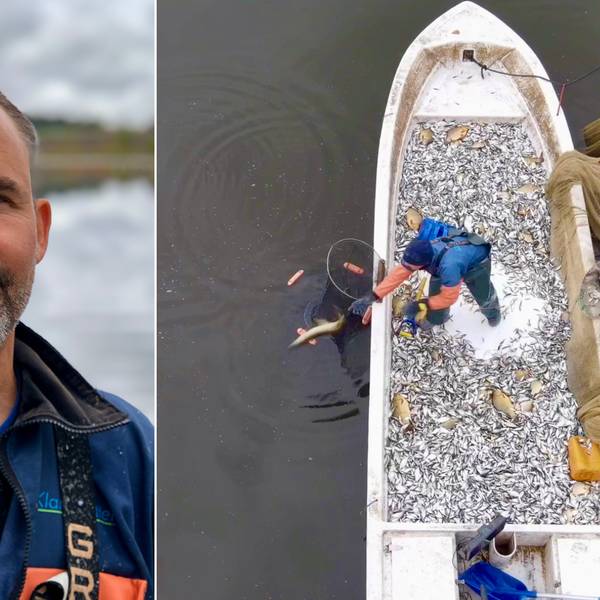 Här fångas de i tusental i jättesäcken – följ med när sjön reduceras på ...