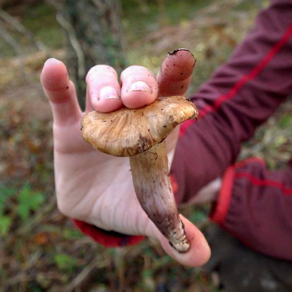 Skog som behöver skyddas: Här är svamparna som ger svaren hon söker ...