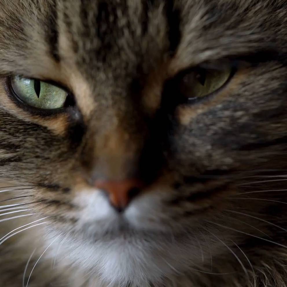 Glad katt eller missnöjd katt? – testa din kunskap | SVT Nyheter