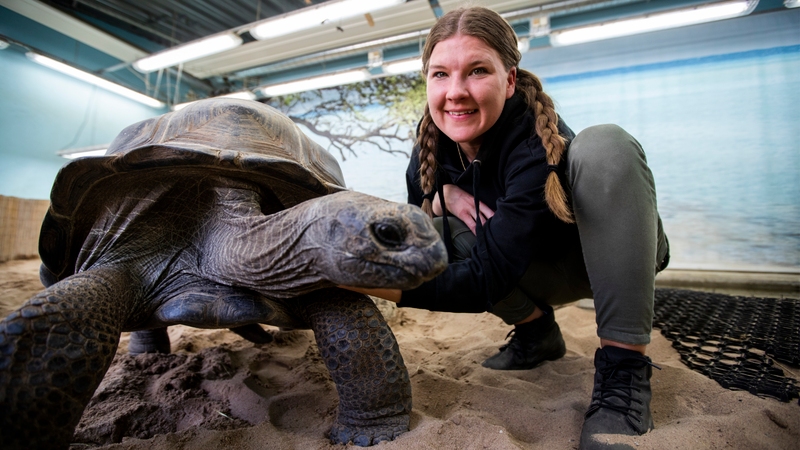 Djurparken - 8. Sköldpadda | SVT Barn