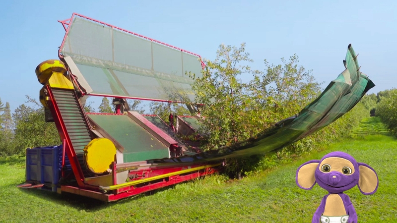 Fantus - Körsbärsplockare | SVT Barn