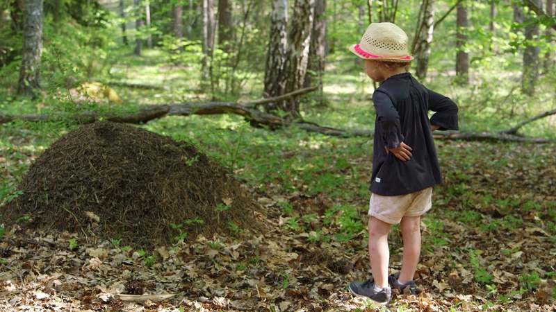 Barnens skog - Avsnitt 13 | SVT Barn