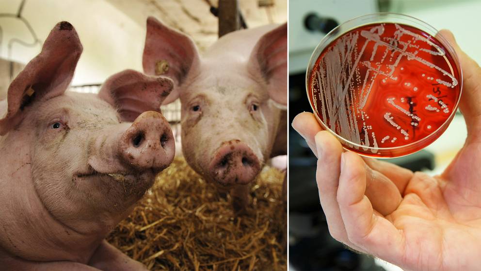Tusentals danskar smittade av MRSA från grisar | SVT Nyheter
