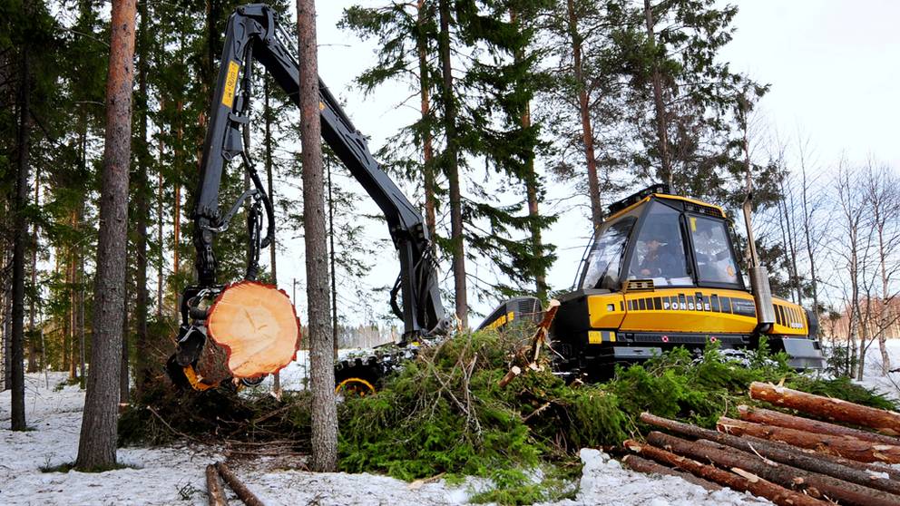 SCA byter skog | SVT Nyheter