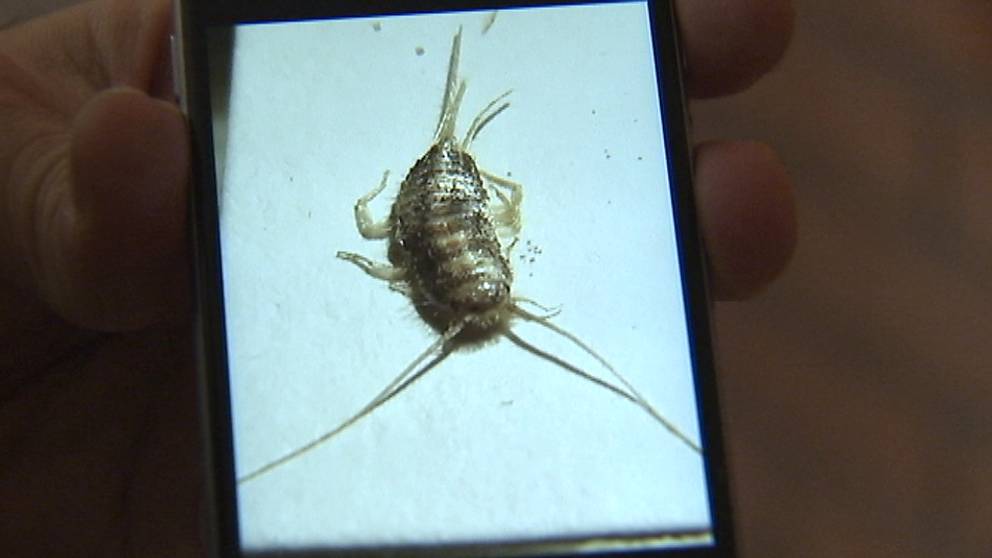 Unika historiska böcker äts upp av silverfiskar | SVT Nyheter