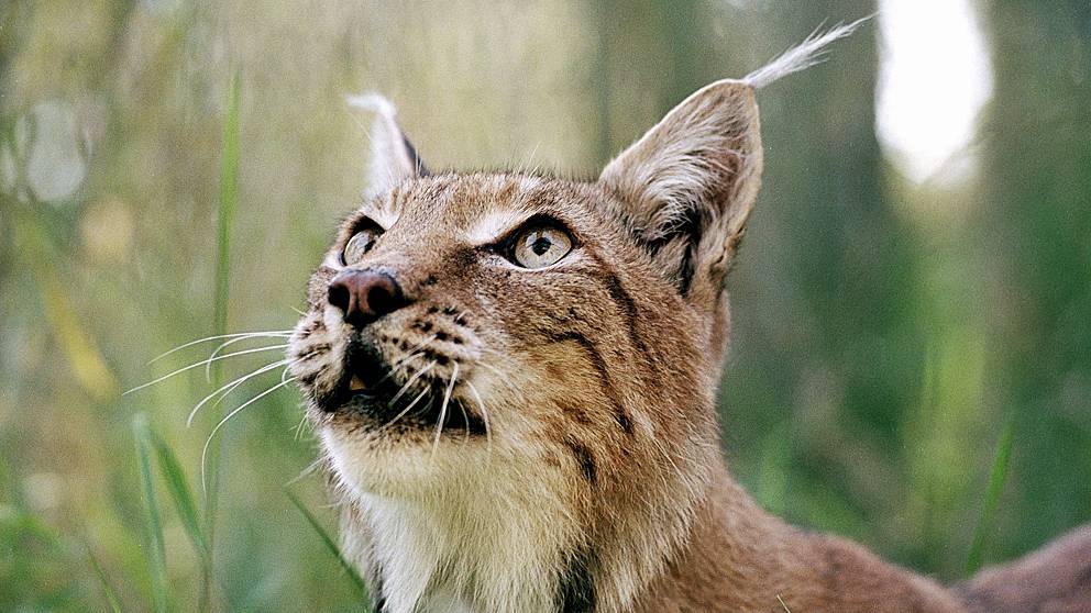 Fyra lodjur skjutna i Dalarna | SVT Nyheter