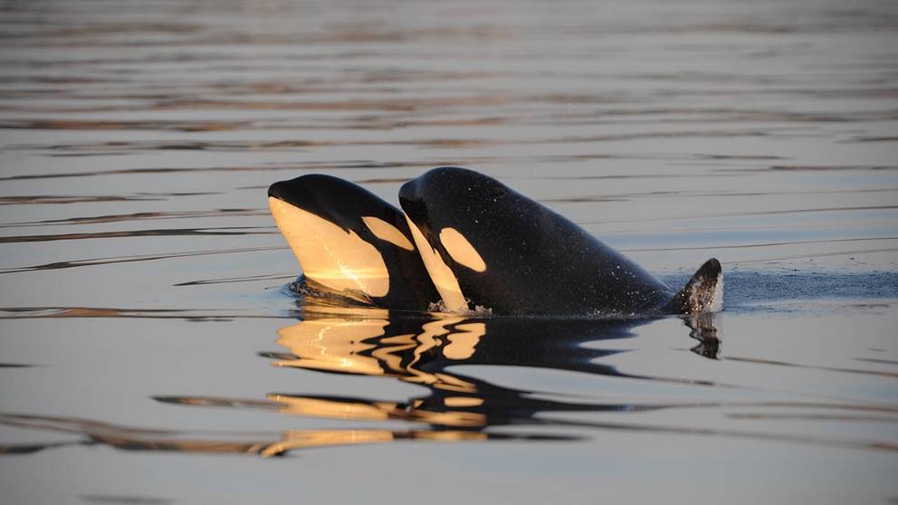 Späckhuggare fångade på film utanför Varbergs kust | SVT Nyheter