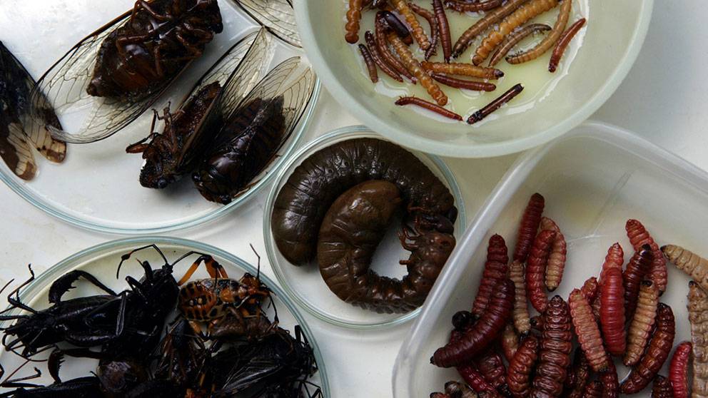Är insekter framtidens mat? | SVT Nyheter