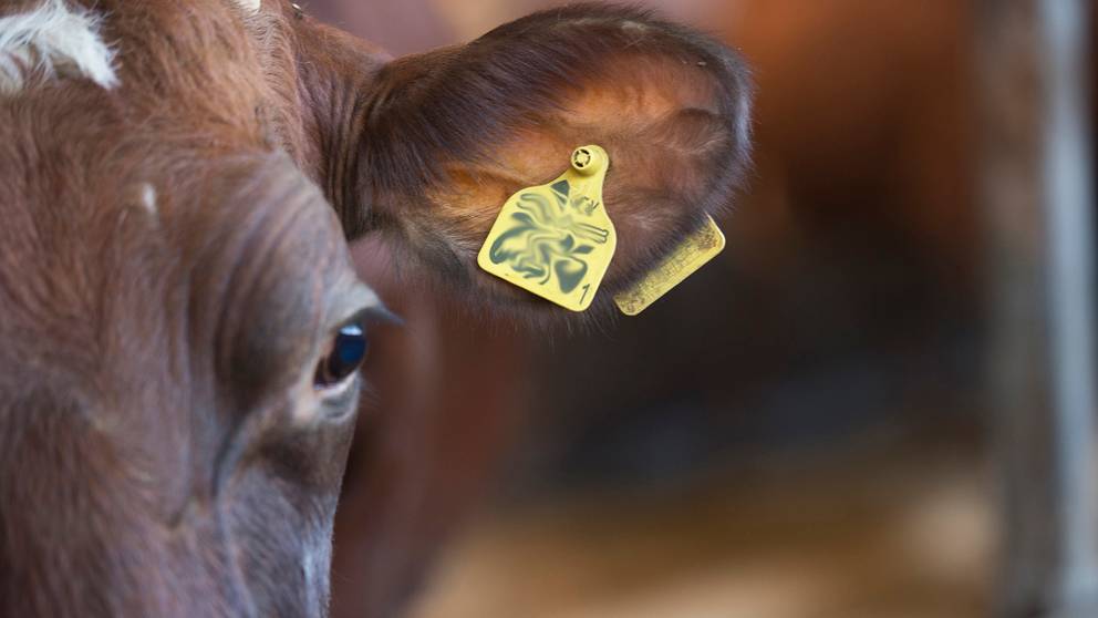 Kon reds av annan ko – bonde döms | SVT Nyheter