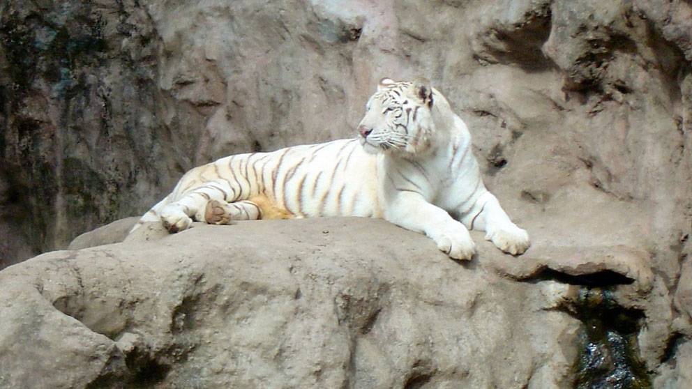 Vita tigerns fall och återkomst | SVT Nyheter