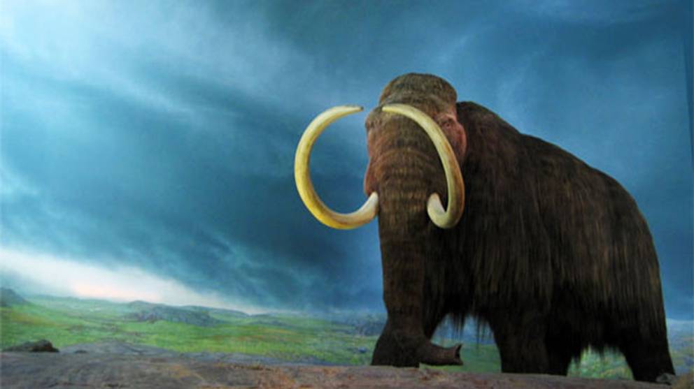 ”Mammuten kommer att återuppstå” | SVT Nyheter