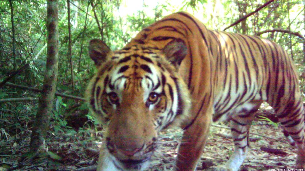 Familj med unika tigrar upptäckt i Thailand | SVT Nyheter