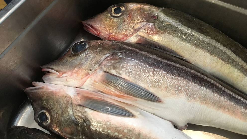 Ratad fisk tar plats på matborden | SVT Nyheter